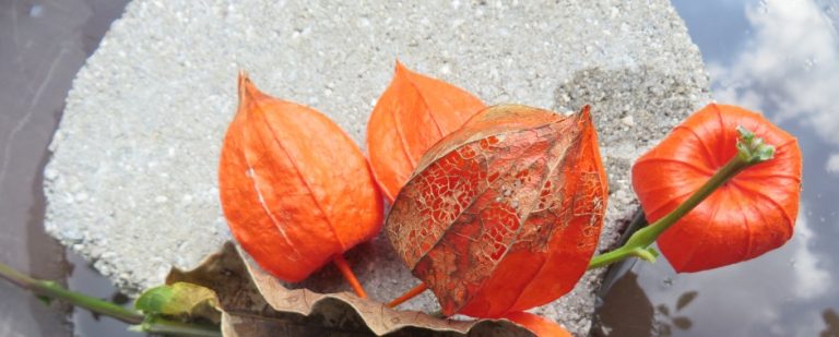 Herberts Lieder und Geschichten - Radio FRO